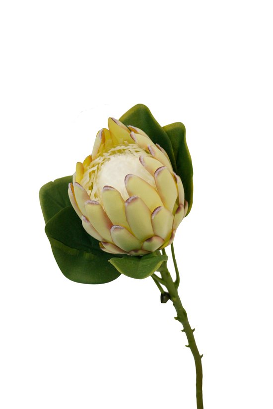 Queen Protea Spray - Green – Loft Furniture NZ