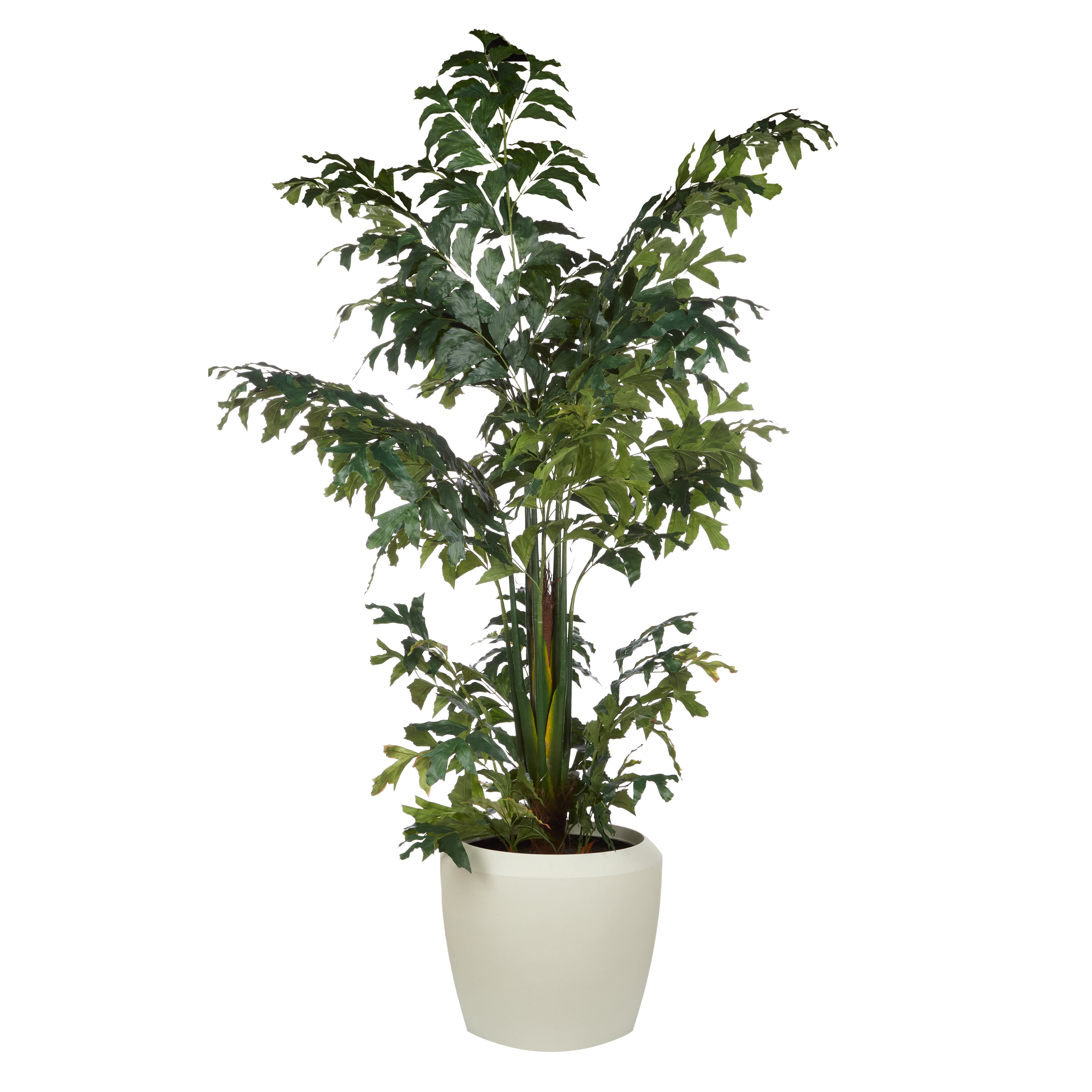 Caryota Potted Palm Tree - 130cm – Loft Furniture NZ